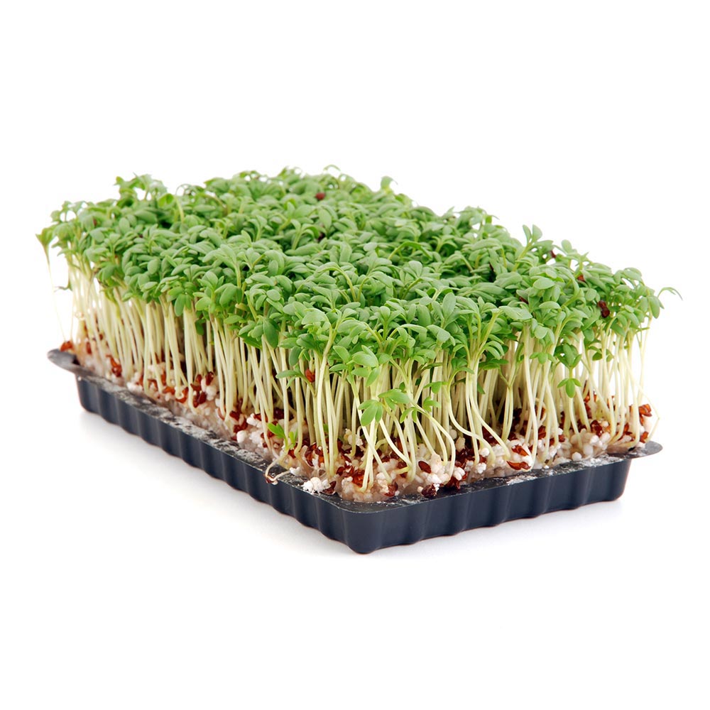 Karse, i bakke - FruitMe